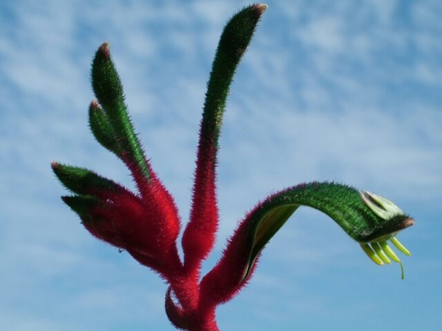 Growing Kangaroo Paws | Gardening With Angus