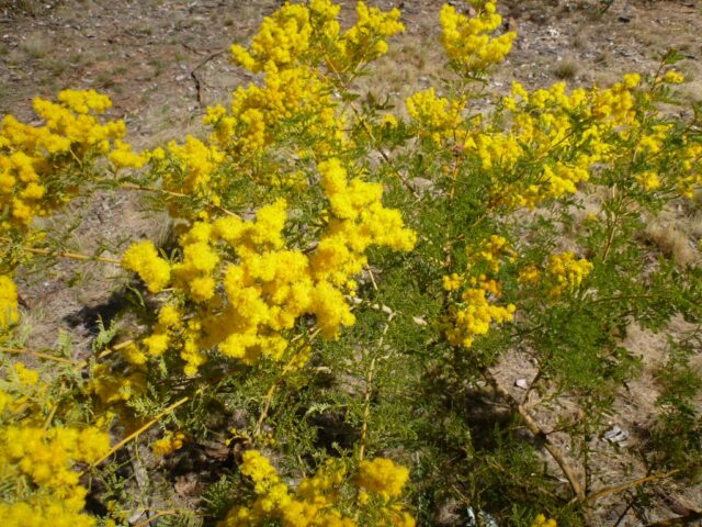 Acacia chinchillensis – Chinchilla Wattle | Gardening With Angus