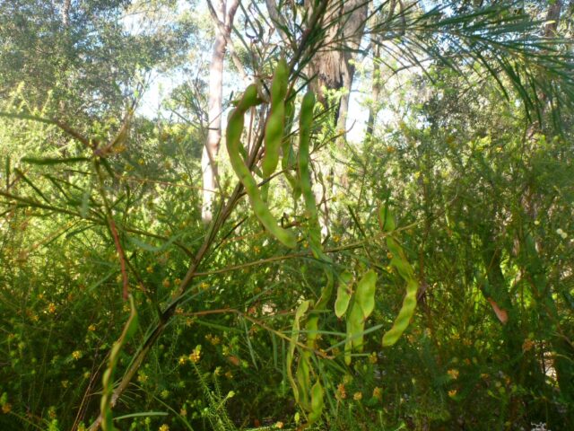 Acacia linifolia – Flax Wattle | Gardening With Angus