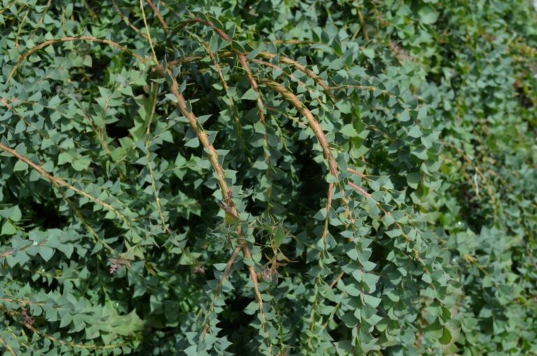 Acacia pravissima ‘Bushwalk Baby’ – Wattle | Gardening With Angus