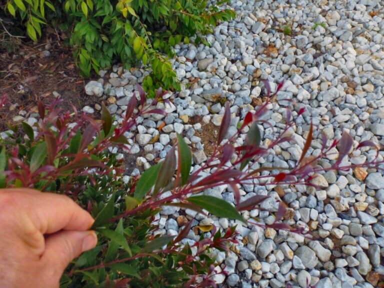 Acmena smithii – Lilly Pilly | Gardening With Angus