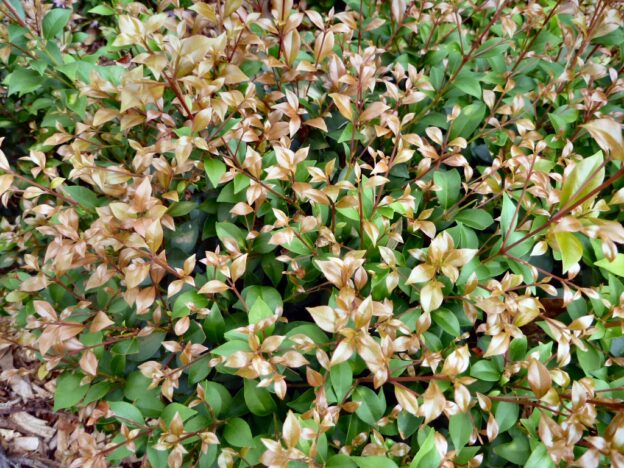 Angus’s Top Ten Australian Plants For Hedges | Gardening With Angus
