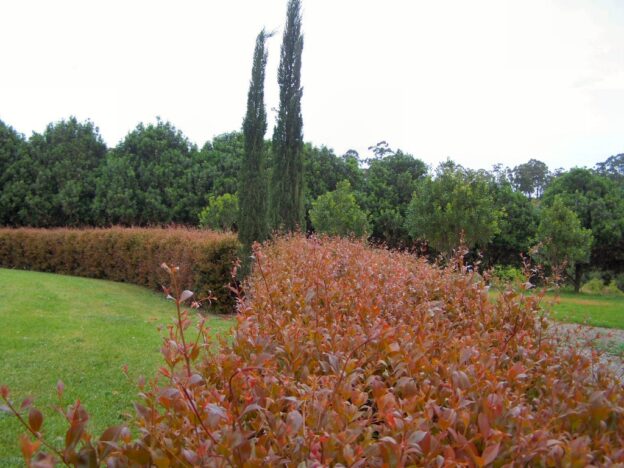 Acmena smithii ‘Fire Screen’ – Lilly Pilly | Gardening With Angus