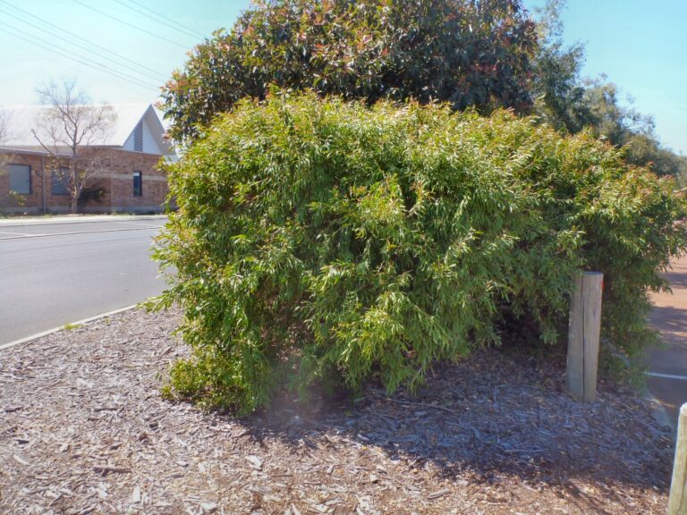 Agonis flexuosa ‘Nana’ – Willow Peppermint | Gardening With Angus