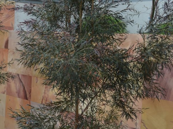 Agonis flexuosa ‘Midnight Shadow’ – Peppermint Gum | Gardening With Angus