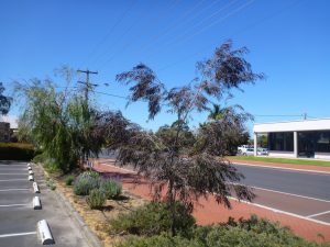 Agonis flexuosa ‘After Dark’ – Willow Peppermint | Gardening With Angus