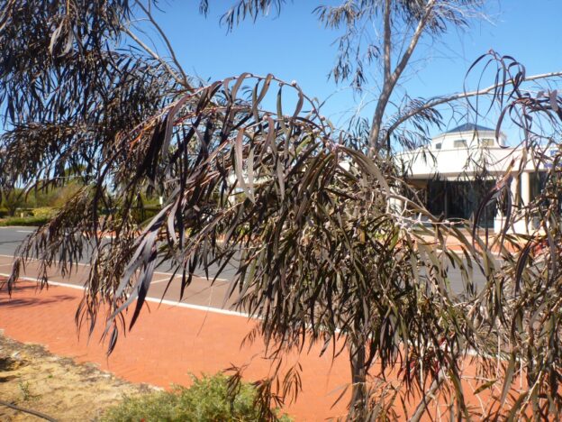 Agonis flexuosa ‘After Dark’ – Willow Peppermint | Gardening With Angus