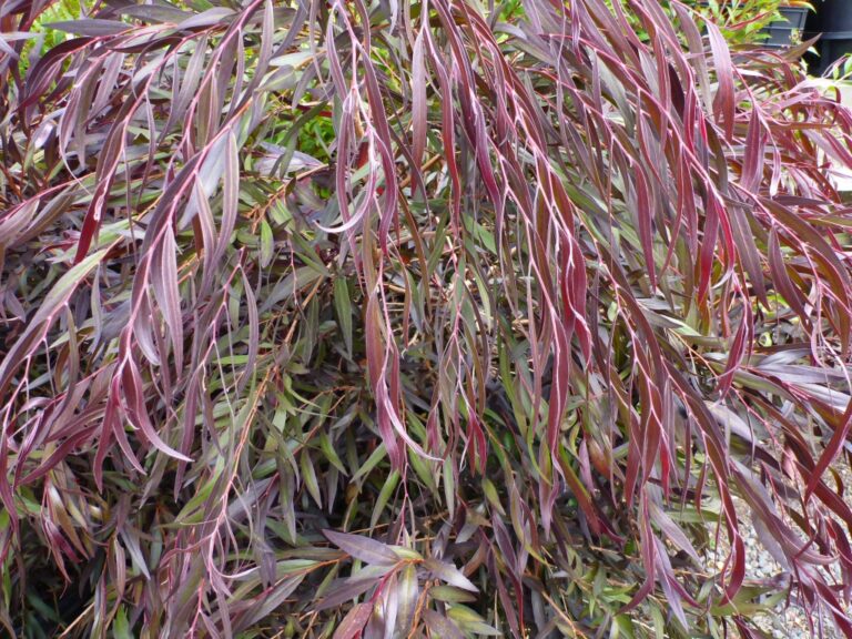 Agonis flexuosa ‘Burgundy’ – Willow Peppermint | Gardening With Angus