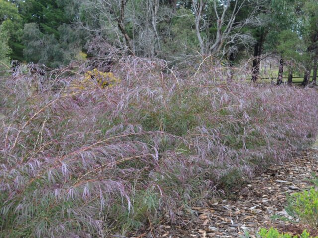 Agonis flexuosa ‘Burgundy’ – Willow Peppermint | Gardening With Angus