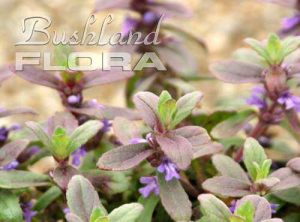 Ajuga australis prostrate ‘Aussie Bugle’ | Gardening With Angus