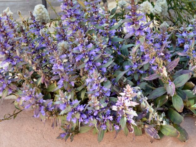 Ajuga australis – Australian Bugle | Gardening With Angus