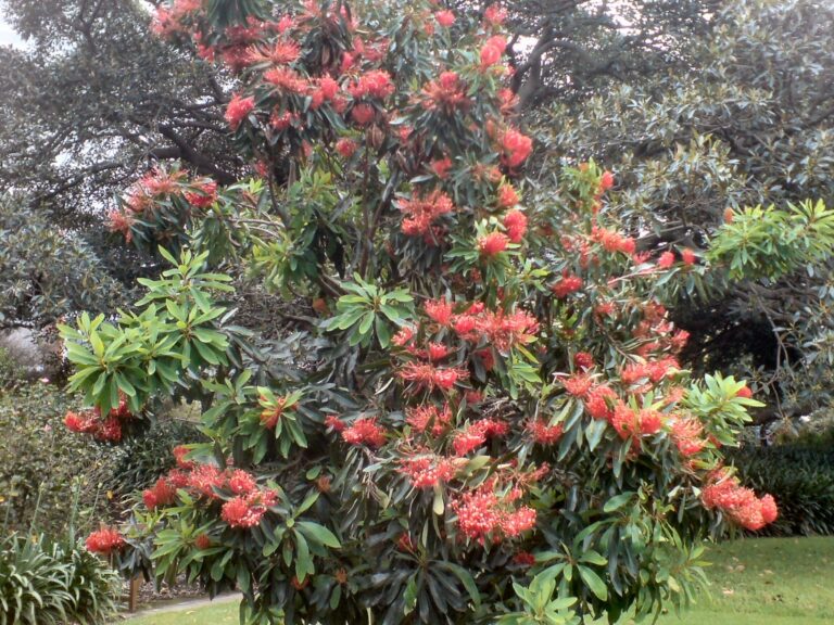 Top Ten Large Australian Trees | Gardening With Angus