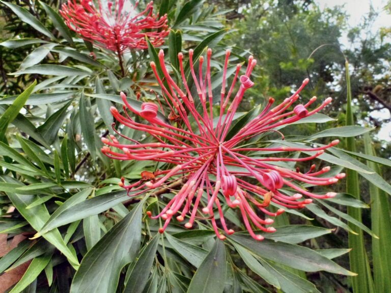 Angus’s Top Ten Small Australian Trees | Gardening With Angus