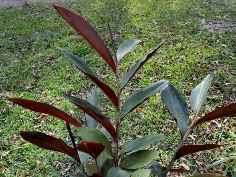Alpinia caerulea – Native Ginger | Gardening With Angus