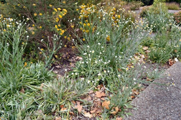Ammobium alatum – Winged Everlasting | Gardening With Angus