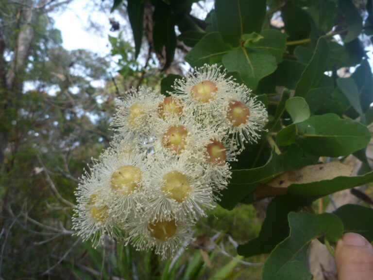 Angophora hispida – Dwarf Apple Gum | Gardening With Angus