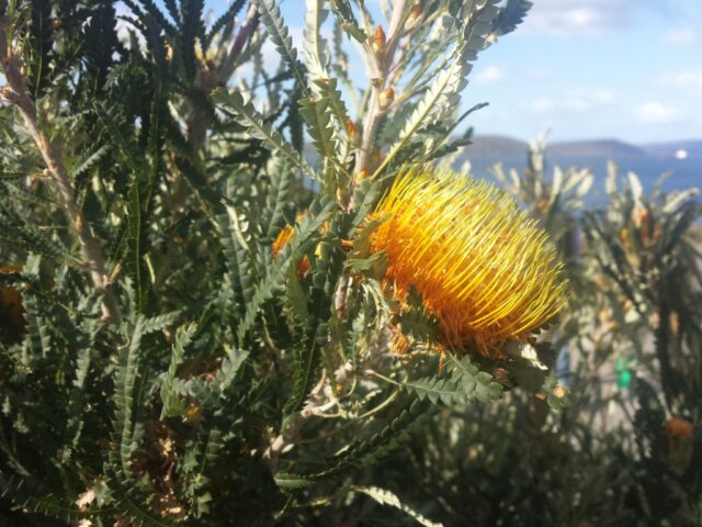 Dryandra formosa – Showy Dryandra | Gardening With Angus