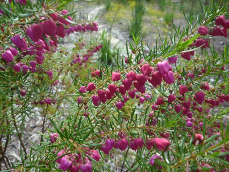 Boronias for Beginners | Gardening With Angus