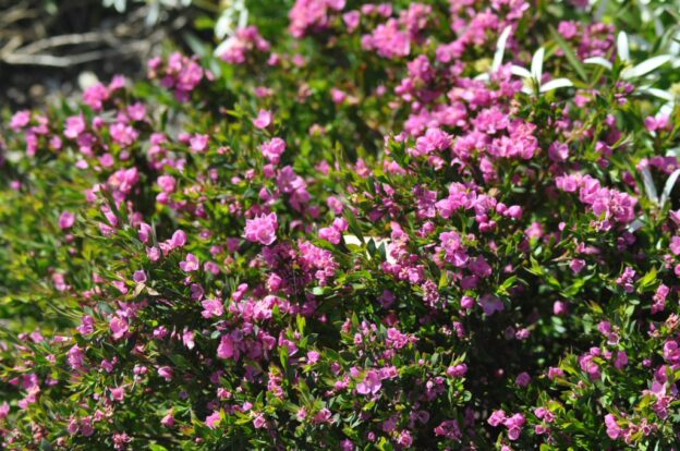 Australian Native Shrubs | Gardening With Angus
