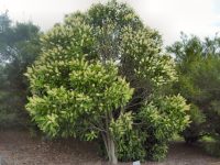 Buckinghamia celsissima – Ivory Curl Tree | Gardening With Angus