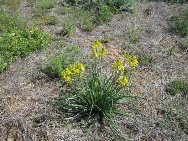 Bulbine bulbosa – Bulbine Lily | Gardening With Angus