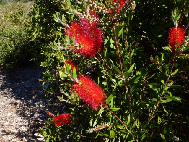 Callistemon citrinus ‘Endeavour’ – Bottlebrush | Gardening With Angus Callistemon citrinus ‘Endeavour’ – Bottlebrush | Gardening With Angus