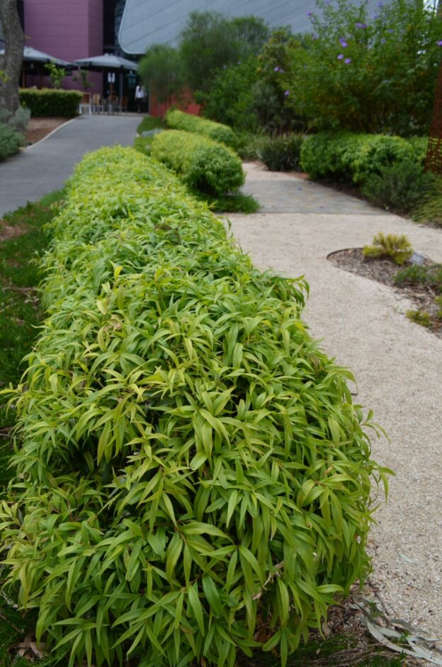 Callistemon ‘Great Balls of Fire’ – Bottlebrush | Gardening With Angus
