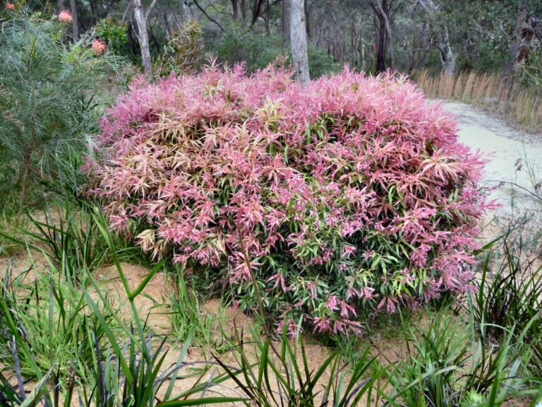 Callistemon ‘Great Balls of Fire’ – Bottlebrush | Gardening With Angus