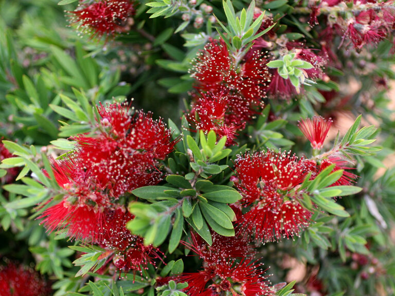 Callistemon hybrid ‘Green Envy’ – Bottlebrush | Gardening With Angus