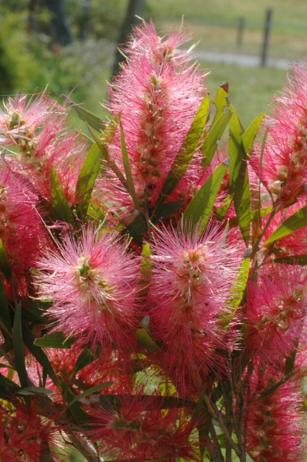 Callistemon ‘Candy Pink’ – Bottlebrush | Gardening With Angus Callistemon ‘Candy Pink’ – Bottlebrush | Gardening With Angus