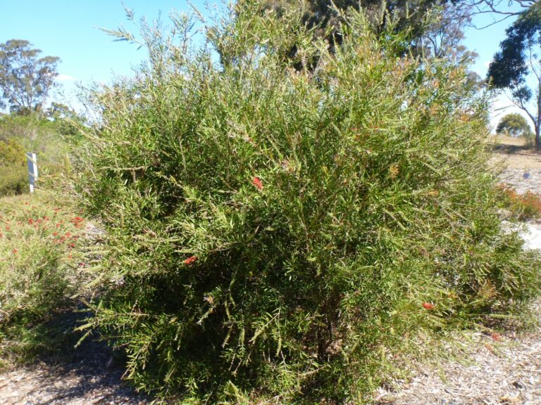 Callistemon ‘Candy Pink’ – Bottlebrush | Gardening With Angus