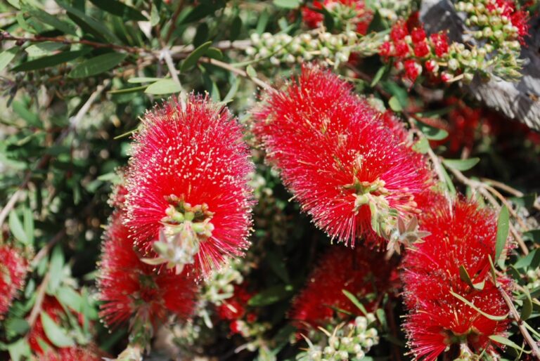 Callistemon ‘Firebrand’ – Bottlebrush | Gardening With Angus
