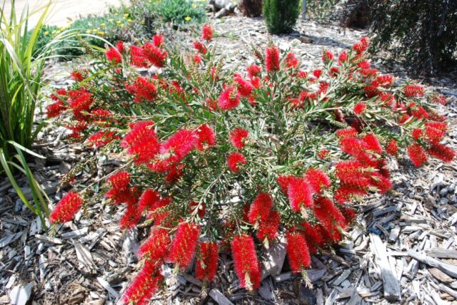 Callistemon ‘Firebrand’ – Bottlebrush | Gardening With Angus