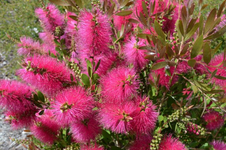 Callistemon ‘Hot Pink’ – Bottlebrush | Gardening With Angus Callistemon ‘Hot Pink’ – Bottlebrush | Gardening With Angus