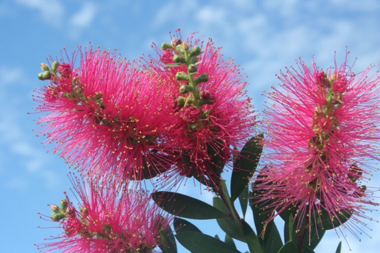 Callistemon ‘Hot Pink’ – Bottlebrush | Gardening With Angus Callistemon ‘Hot Pink’ – Bottlebrush | Gardening With Angus