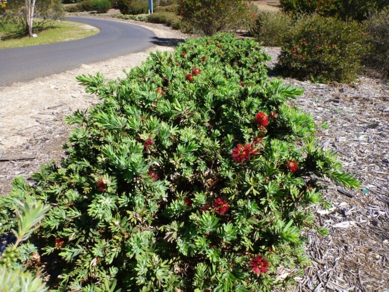 Callistemon ‘Little John’ – Bottlebrush | Gardening With Angus