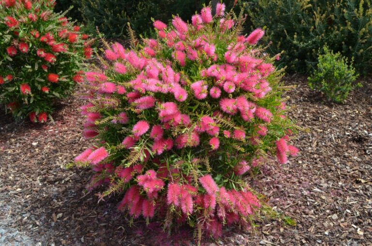 Callistemon salignus ‘Perth Pink’ – Bottlebrush | Gardening With Angus