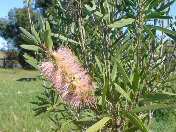 Callistemon ‘Pink Champagne’ – Bottlebrush | Gardening With Angus