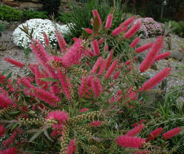 Callistemon ‘Taree Pink’ – Bottlebrush | Gardening With Angus Callistemon ‘Taree Pink’ – Bottlebrush | Gardening With Angus