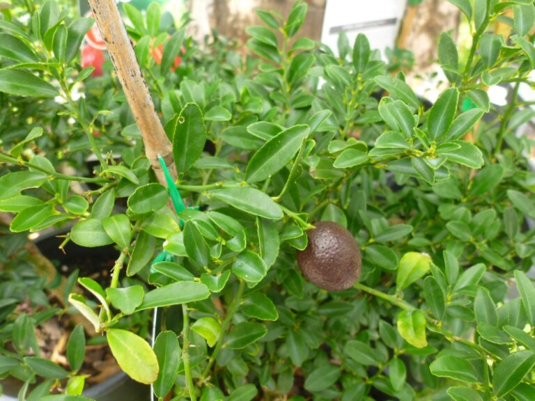 Citrus australasica x ‘Red Centre Lime’ – Native Finger Lime ...