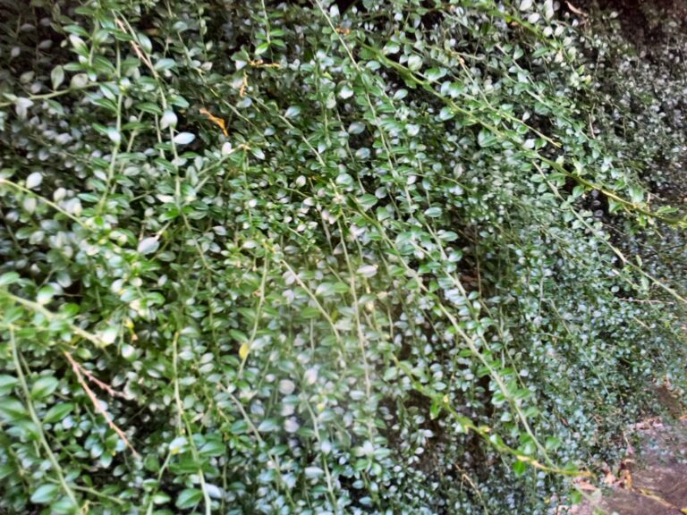 Citrus australasica – Native Finger Lime | Gardening With Angus