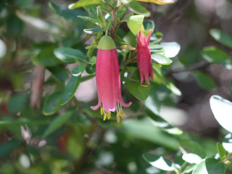 Correa ‘Dusky Bells’ – Native Fuchsia | Gardening With Angus