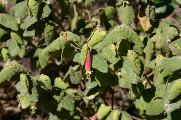 Correa reflexa – Native Fuchsia | Gardening With Angus