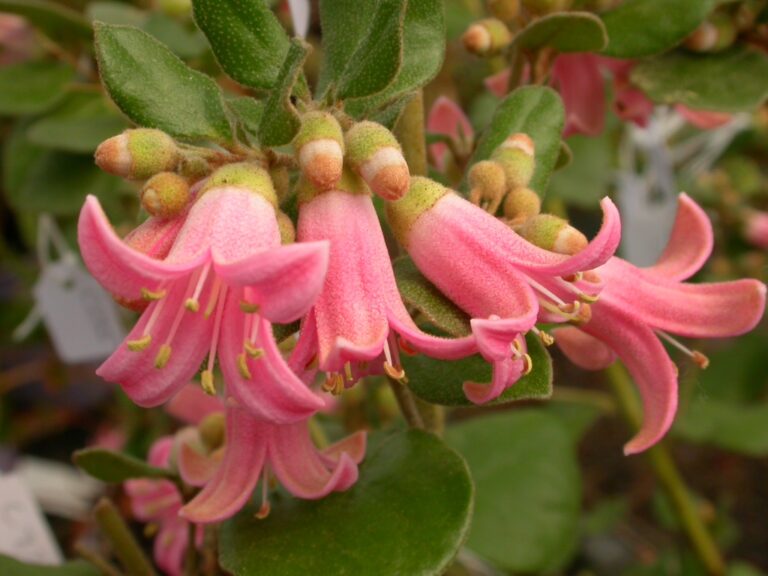 Correa ‘Catie Bec’ – Native Fuchsia | Gardening With Angus