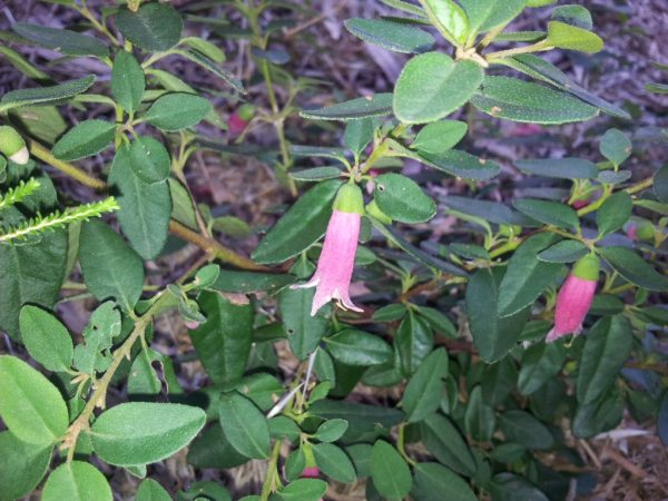 Correa ‘Dusky Bells’ – Native Fuchsia | Gardening With Angus