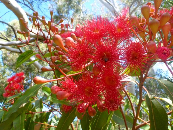Angus’s Top Ten Small Australian Trees | Gardening With Angus