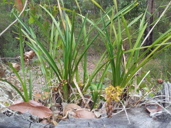 Cymbidium suave – Snake orchid | Gardening With Angus