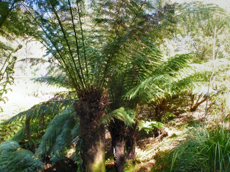 Dicksonia antarctica – Soft Tree Fern | Gardening With Angus