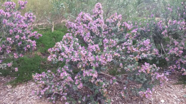 Eremophila cuneifolia – Emu Bush | Gardening With Angus
