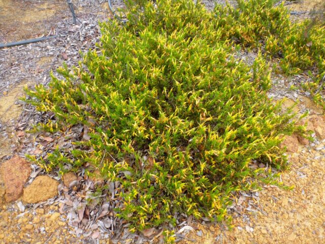 Eremophila decipiens – Emu Bush | Gardening With Angus